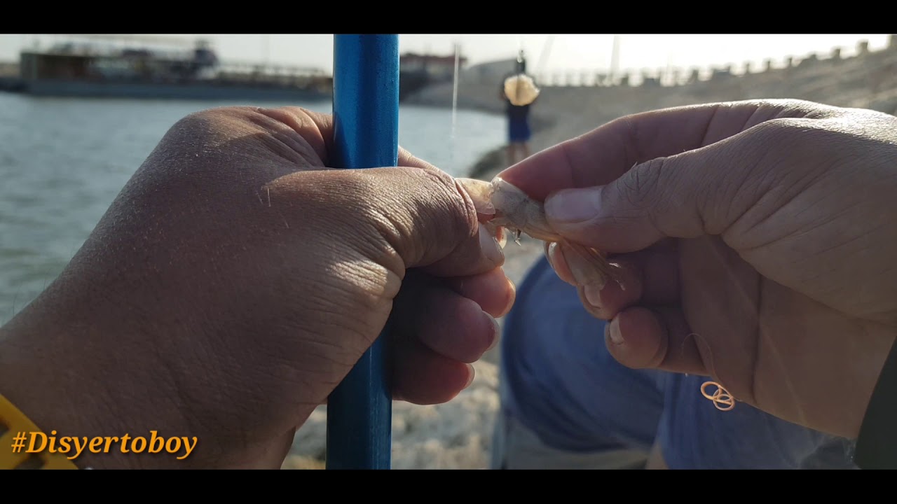 Fishing Vlog #3: Bait and Wait Fishing @ Murjan Island Damman KSA - YouTube