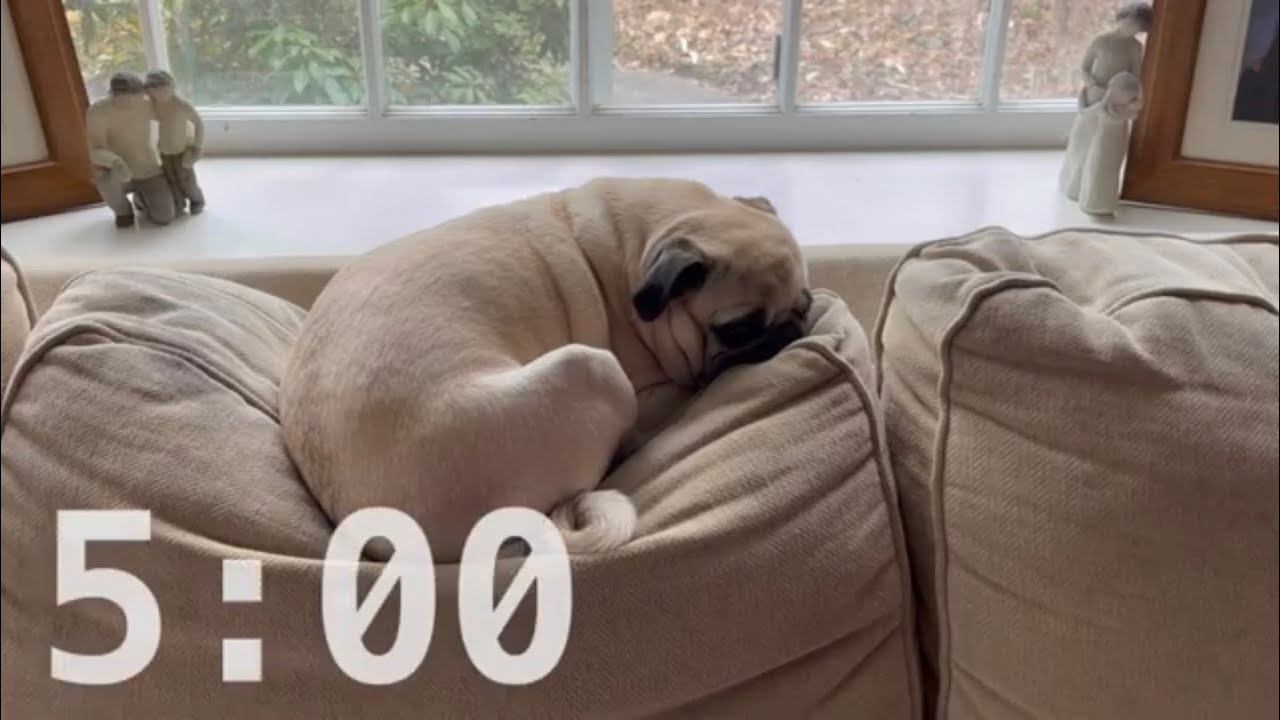 5 Minute Countdown Pug Dog with Bark - YouTube