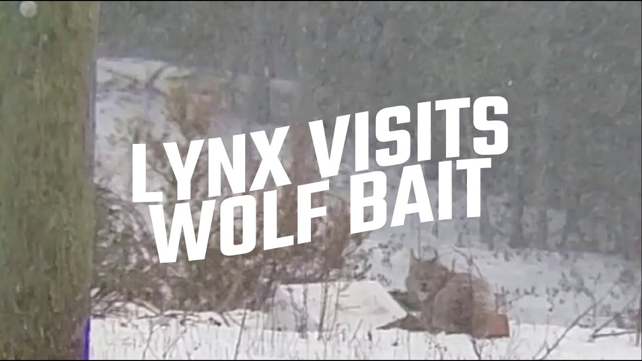 LYNX ON WOLF BAIT | EAR FALLS ONTARIO - YouTube