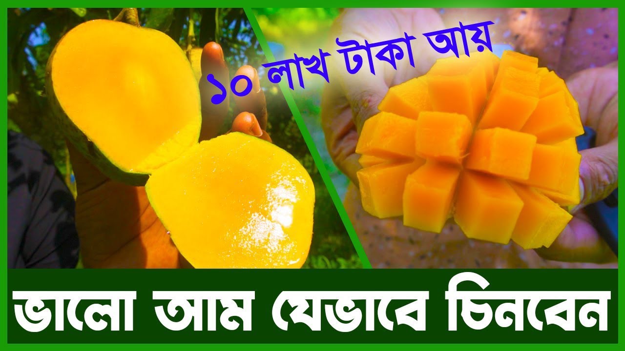৫ একর জমিতে আম বাগান করে ১০ লক্ষ টাকা আয় করেন আব্দুর রাজ্জাক | Aam Bagan | Mango BD | Amader ...