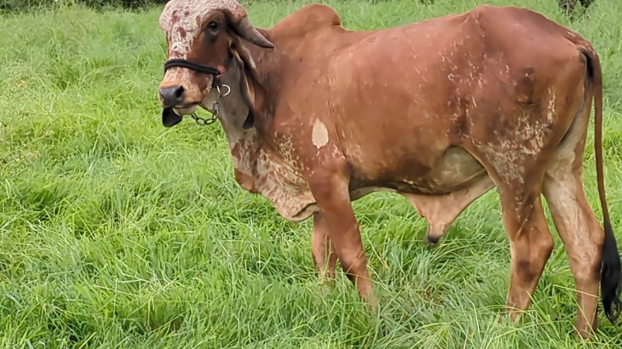 toro gyr en recuperación mira como está ya - YouTube