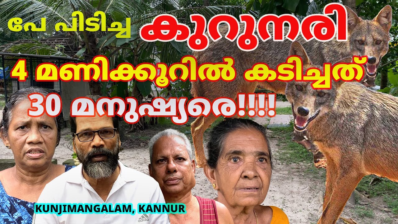 പേ പിടിച്ച കുറുനരി 4 മണിക്കൂറിൽ കടിച്ചത് 30 മനുഷ്യരെ #kurunari #fox # ...