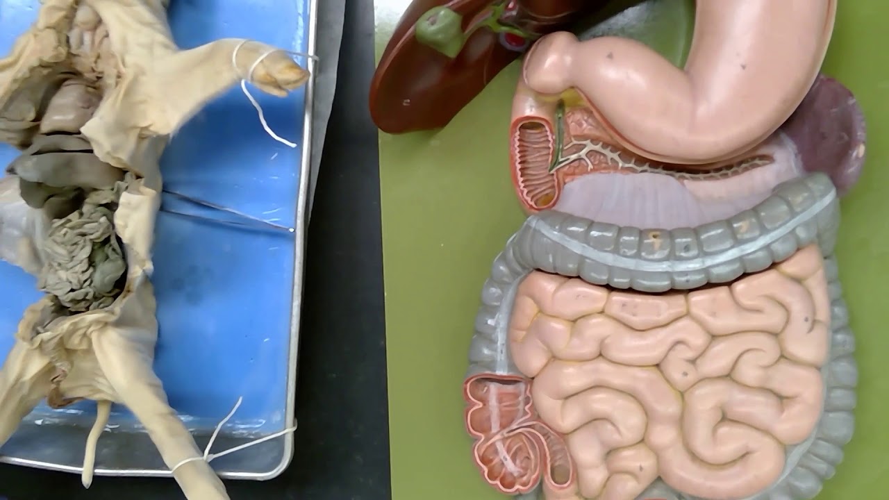 Abdominal Cavity - YouTube