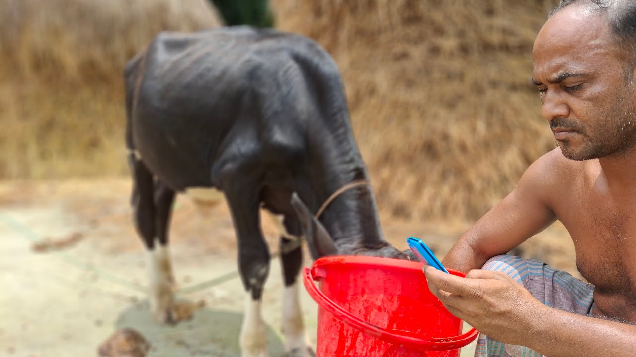 LIVE! Cow Live Streaming | Cow Live Vedio | Cow Live Eating | Cow vedio ...