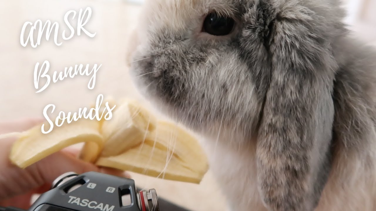 SUPER CUTE ASMR Bunny Triggers!! 🐇 🐰 - YouTube