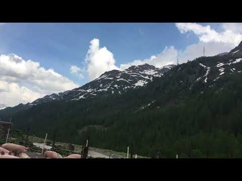 Val Bedretto da domuz çiftliği yetiştirip kasaba götürüp kesiyorlar