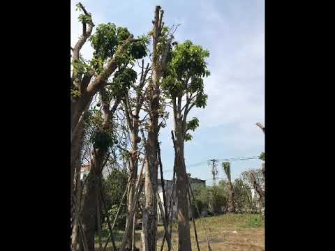 CTY VINA chuẩn bị nguồn SALA cho dự án VINA - YouTube