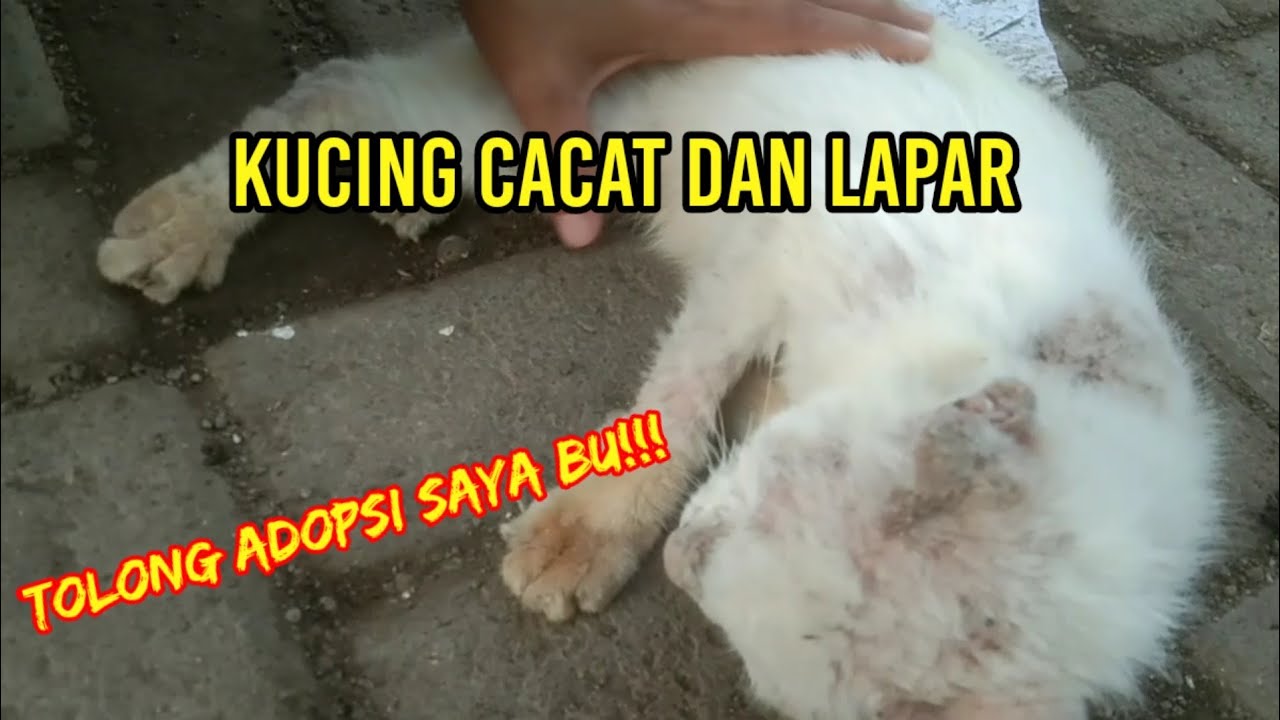 Kucing cacat dan lapar sangat menyedihkan - YouTube