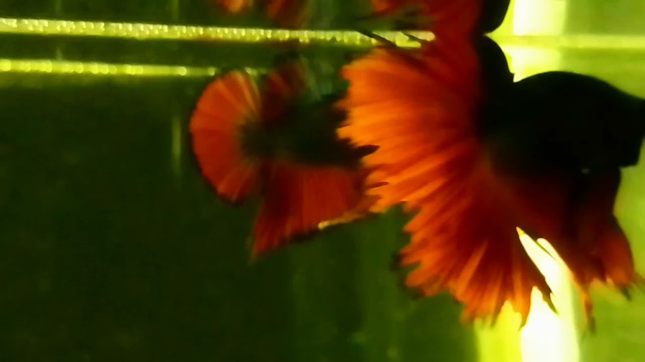 Combtail Betta Fish / Rear betta fish. - YouTube