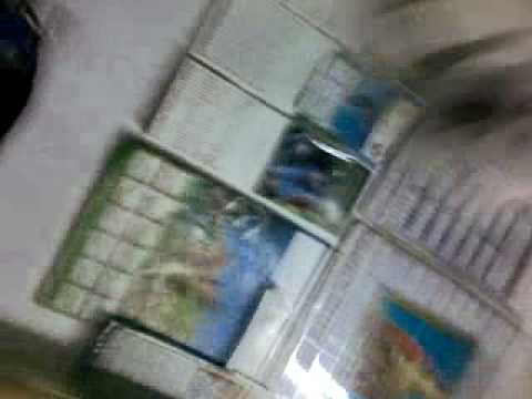 2 º David Cagando na Loja - Parte 2 DNA - YouTube