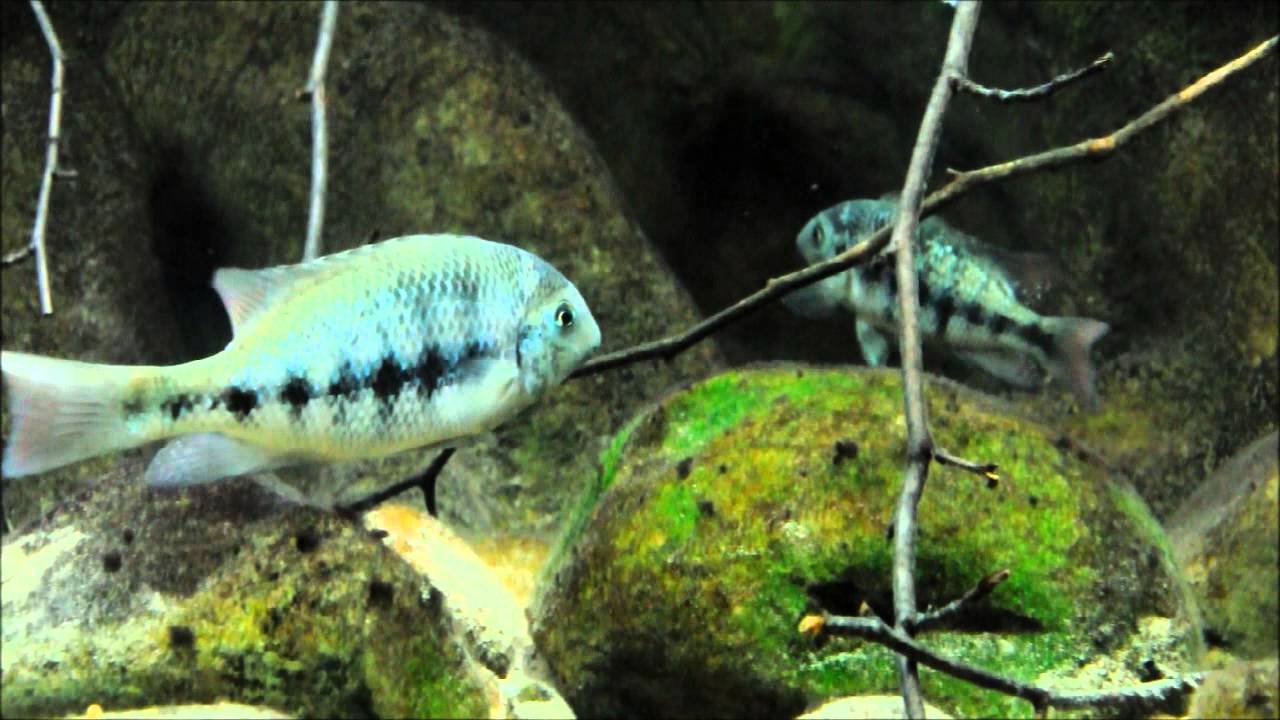 Paraneetroplus gibbiceps - YouTube