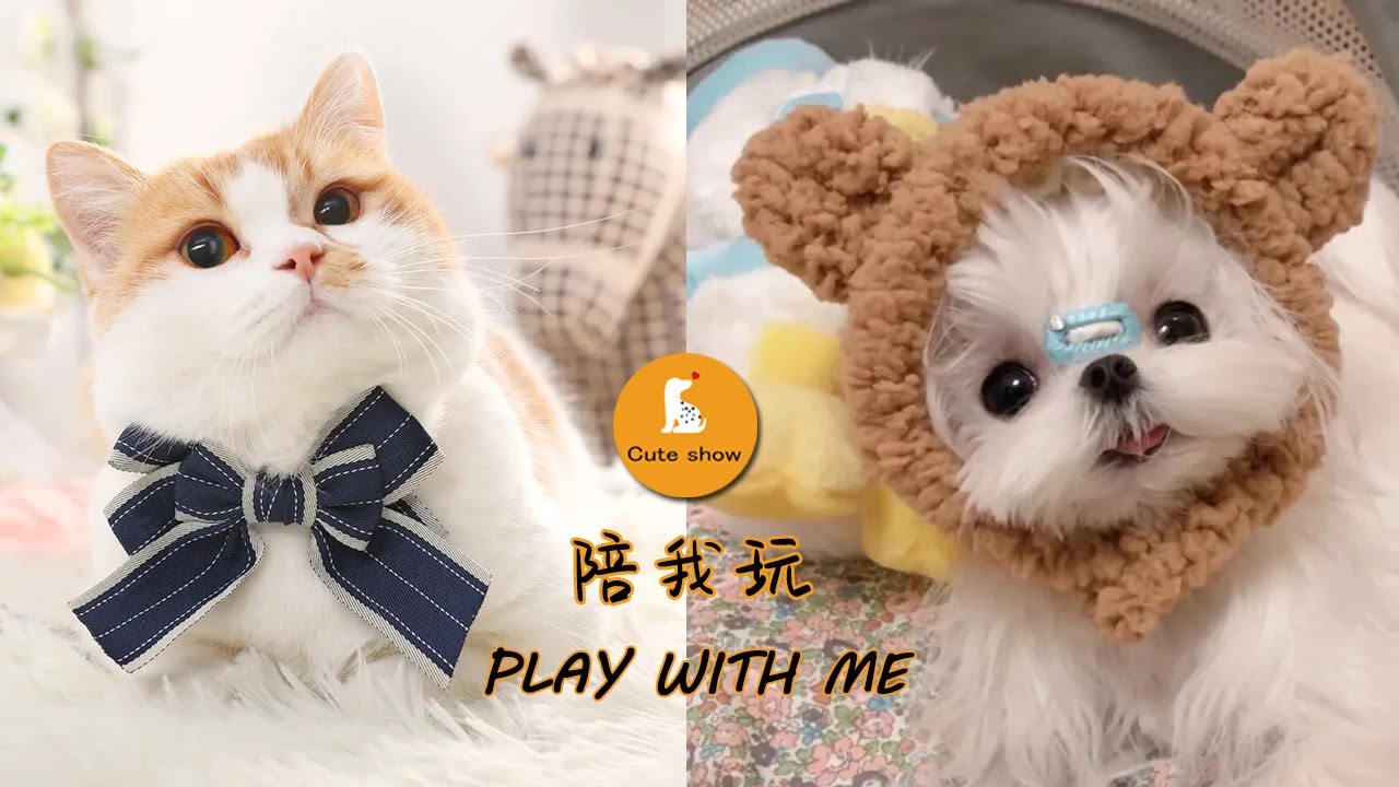 Cute show可爱秀-Cute Pets Collection可爱动物合集.82 - YouTube
