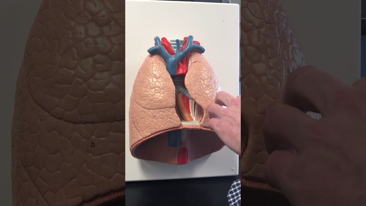 Respiratory System Model 2. BIO211 Lab. (04:47) - YouTube
