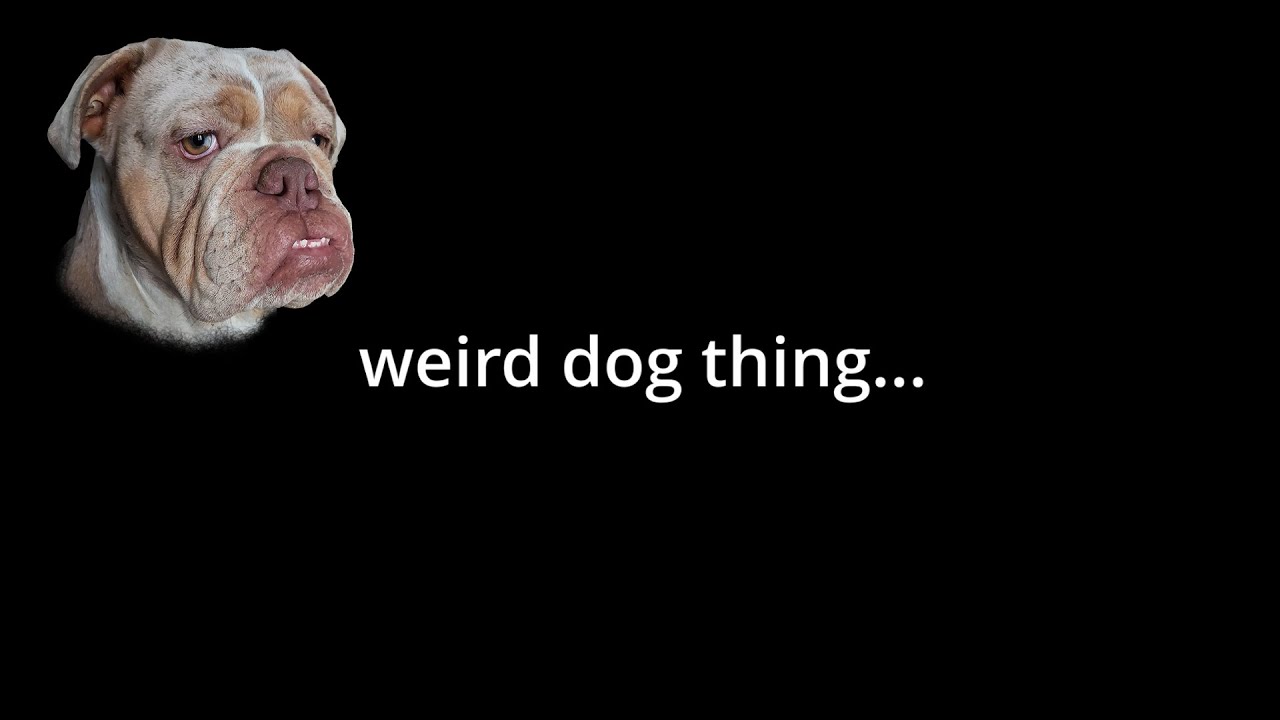 weird dog thing - YouTube