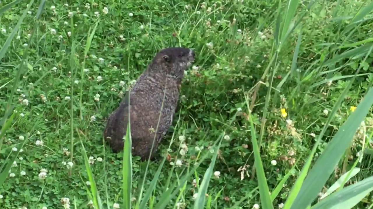 Groundhog Eating Clover — Adorable! - YouTube