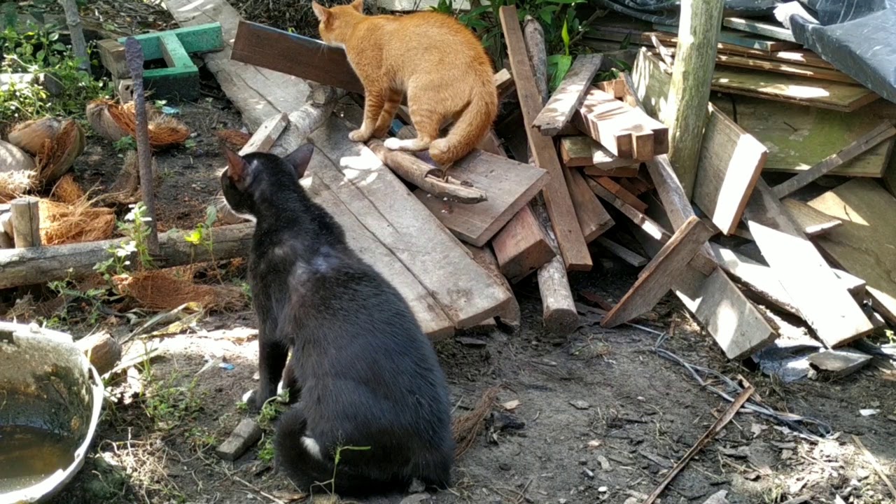 Kucing kelahi ganas kali - YouTube