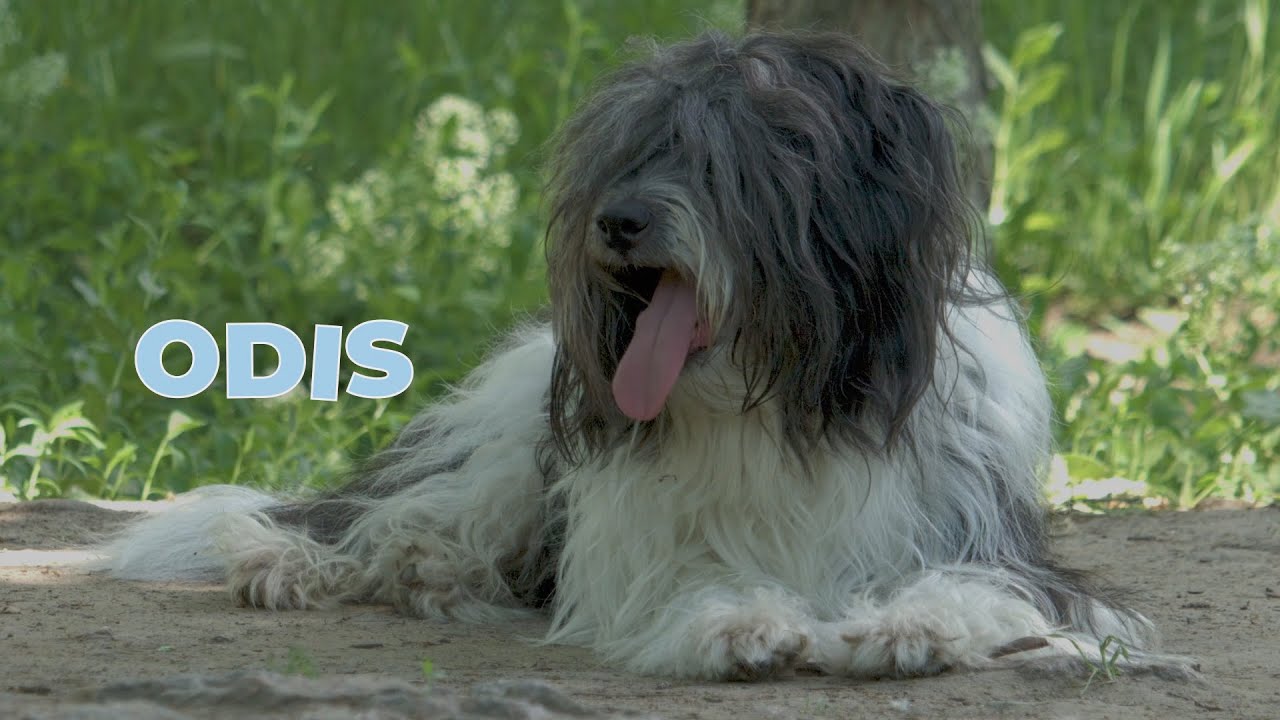 ODIS - Unique Dog Breed from Odessa - YouTube