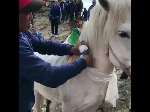 '' Kurbanlık At '' (adak salma geleneği)