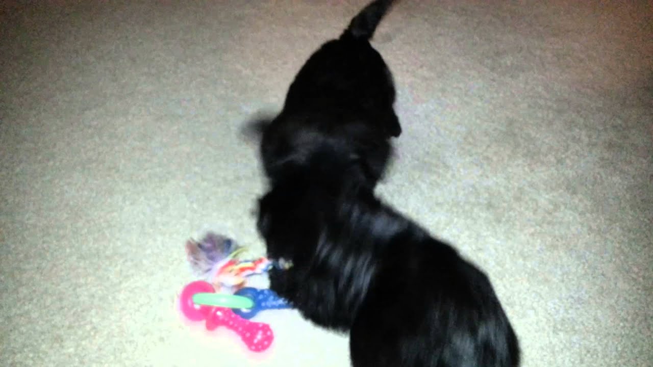 Scottie fight - YouTube