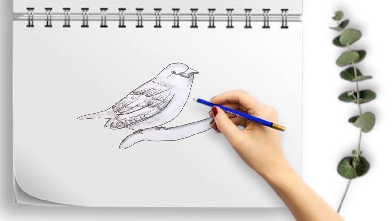 How to draw chidiya || chidiya drawing || chidiya easy sketch - YouTube