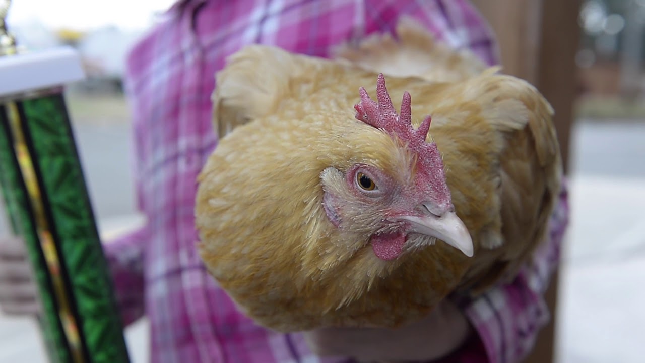 Chicken Drag Racing - YouTube