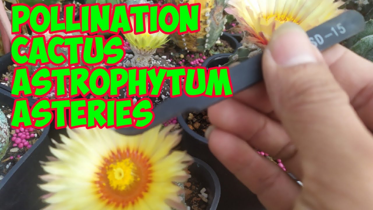 Basic How to: Pollination cactus Astrophytum Asteries - YouTube