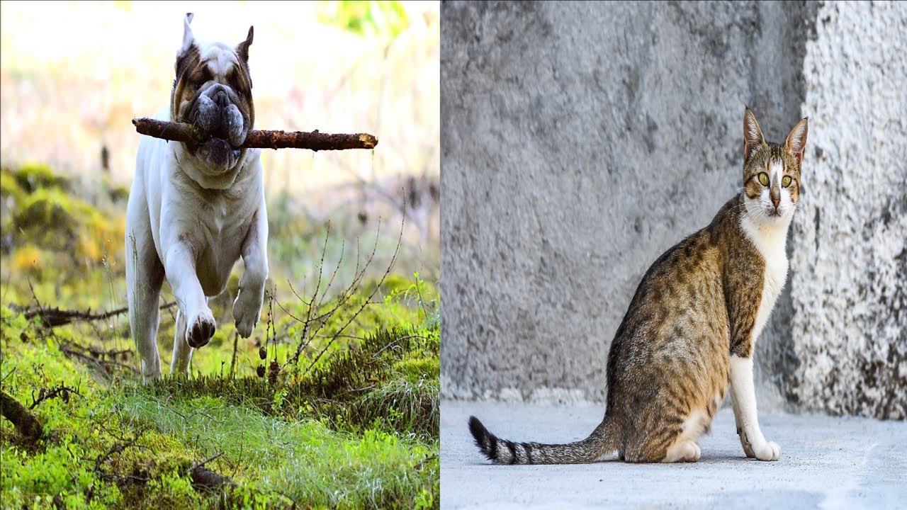 Best Dank Memes, Stray Cats, Memes Compilation for You | Try Not To ...