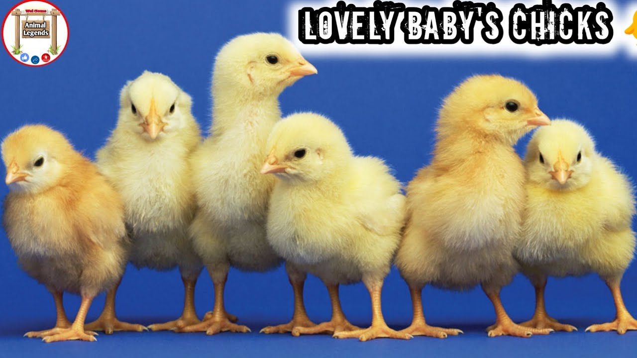 Wow Baby Hen Funny Moments|| Baby Chicks Hens|| Lovely Hen Baby|| Small ...