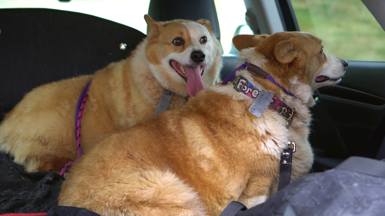 48 Hours To Bring Two Rescue Corgis 700 Miles - YouTube