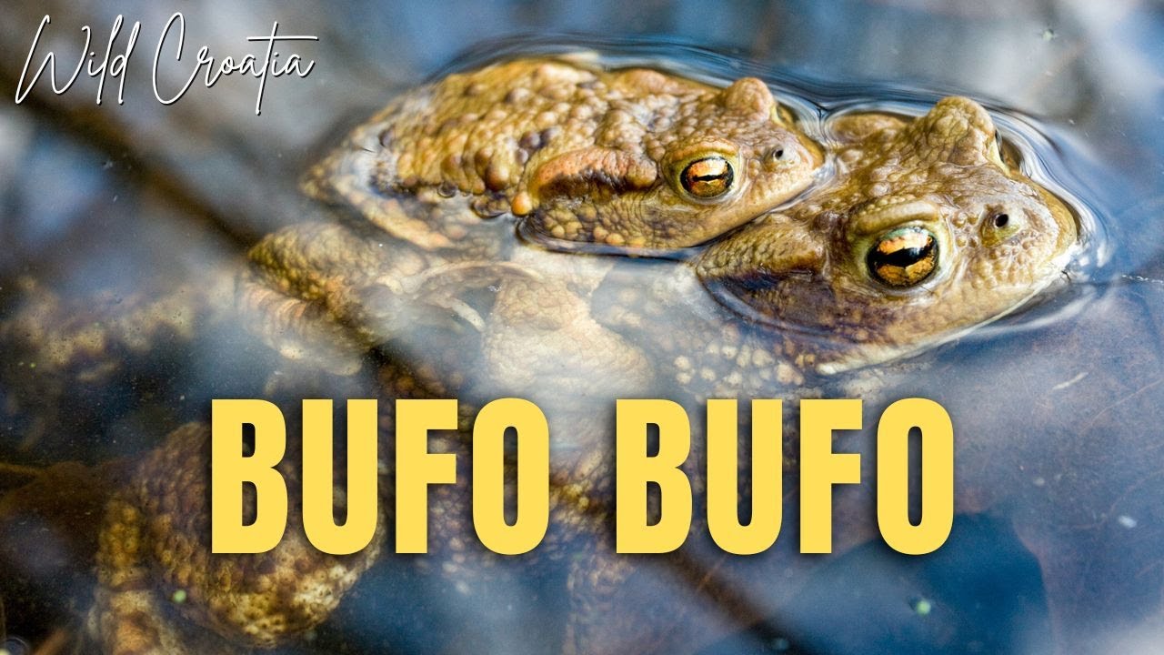Mating of the common toads (Bufo bufo) - YouTube