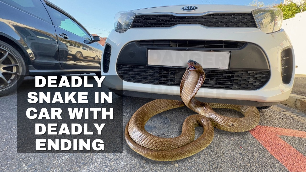 Deadly snake with a DEADLY ending. - YouTube