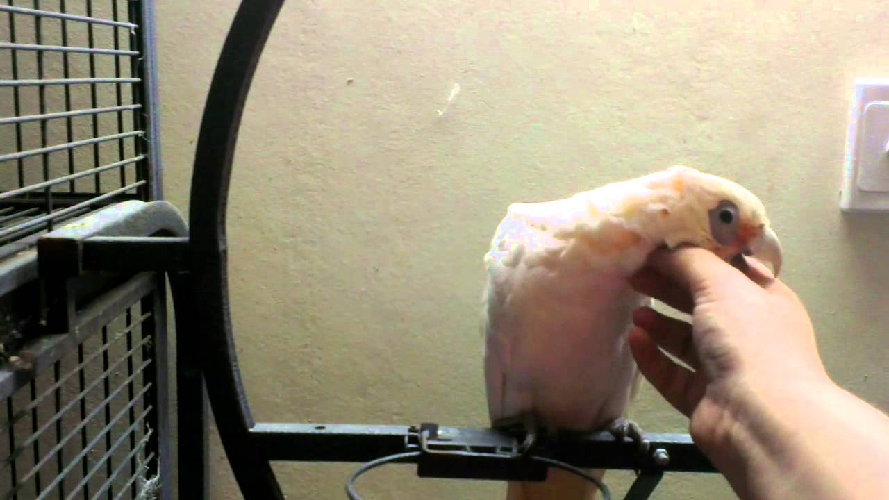 Hand Raised Female Short Billed Corella - YouTube