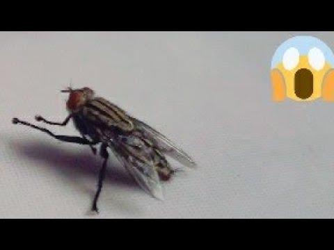 Flies Clapping Sound Effect - YouTube