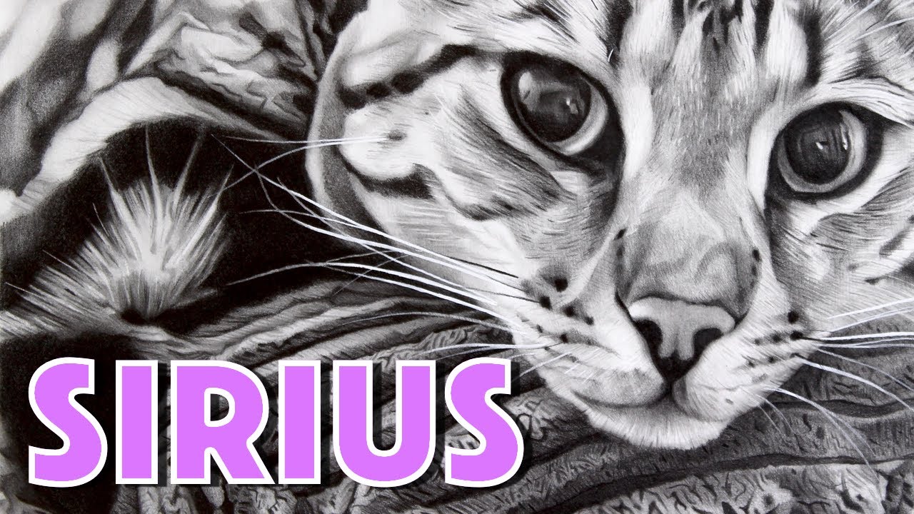 Sirius the cat | Graphite pencil drawing time-lapse - YouTube