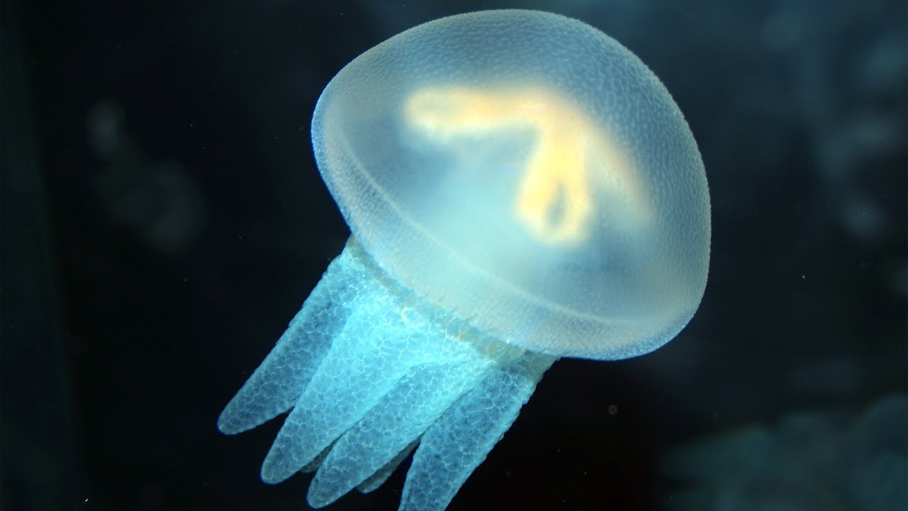 Seashine - Journey of a Jellyfish - YouTube