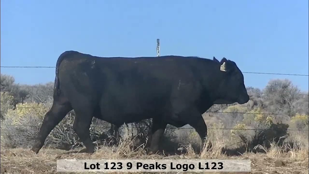 123 9 Peaks Logo L123 - YouTube