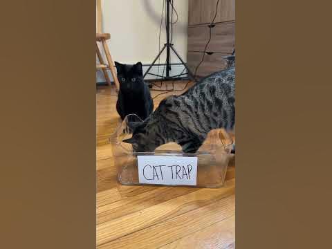 Introducing my cats to catnip 🐈‍⬛🪴 how they did? #cat #catlove #fyp #fypシ #tabbycat #blackcat ...