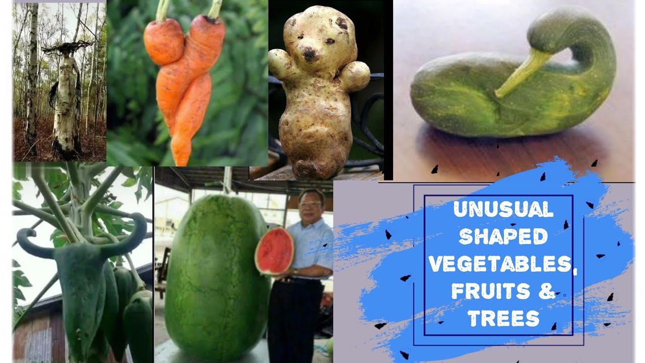 Why these are in Strange shape & size?🤔45 Unusually Shaped Fruits ...