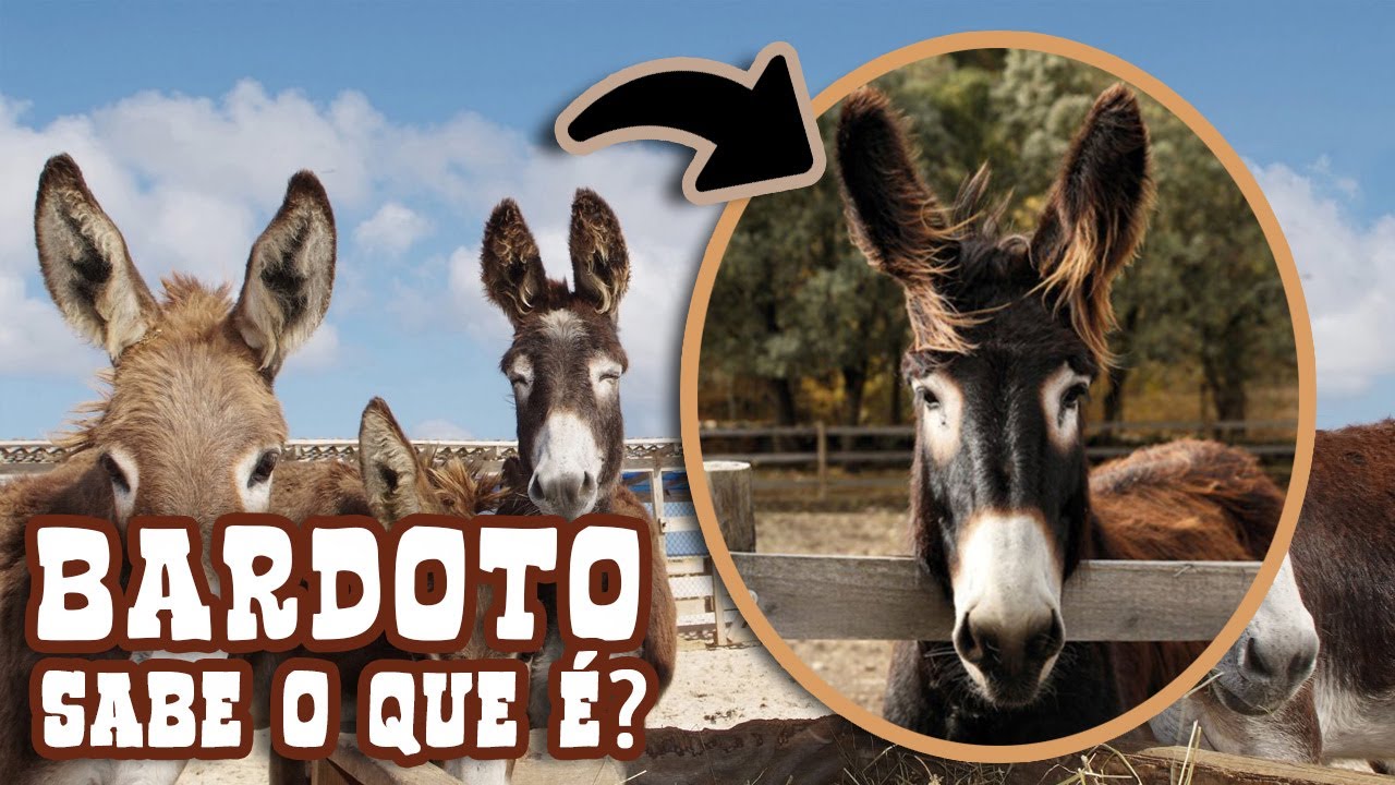 Ei você! Sabe o que é o Bardoto e qual a diferença entre ele e o Burro ...