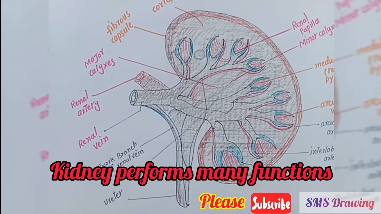 How to Draw an internal structure of Human Kidney | Easy way of Drawing ...