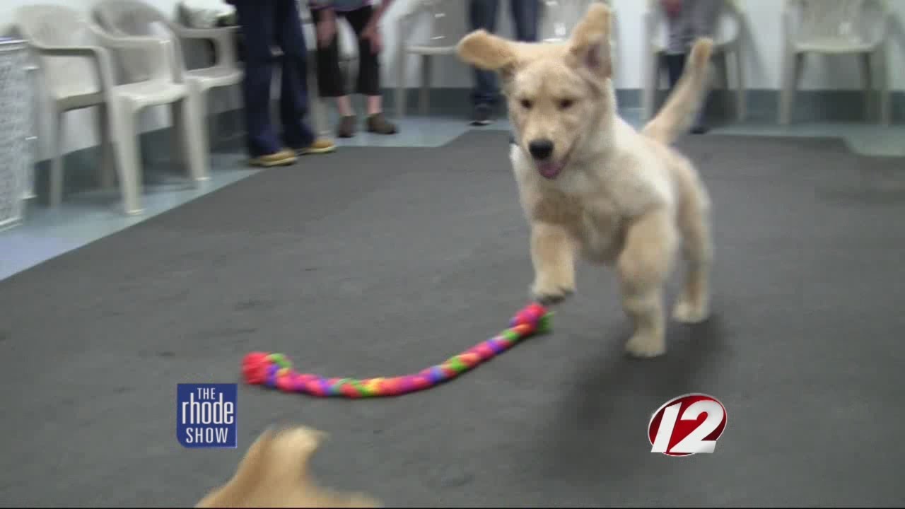 Puppy playtime at Pooch Pawsitive - YouTube