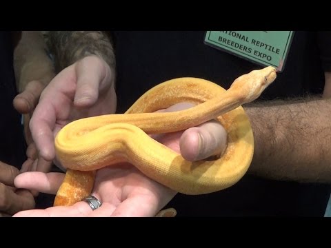 Boa Constrictor New Morph- The Kraken: Daytona Reptile Breeders- Part 8