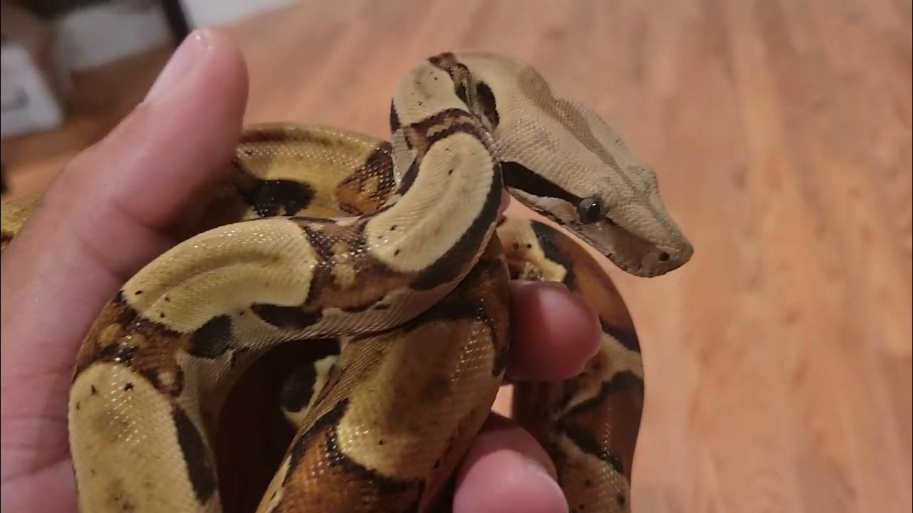 RAPTOR JUNGLE BOA CONSTRICTOR FEMALE - YouTube