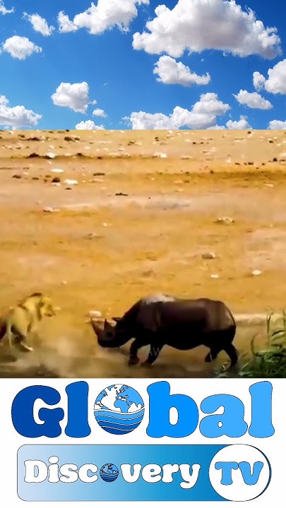Rhino defeats two lions | rhinoceros vs lion - YouTube