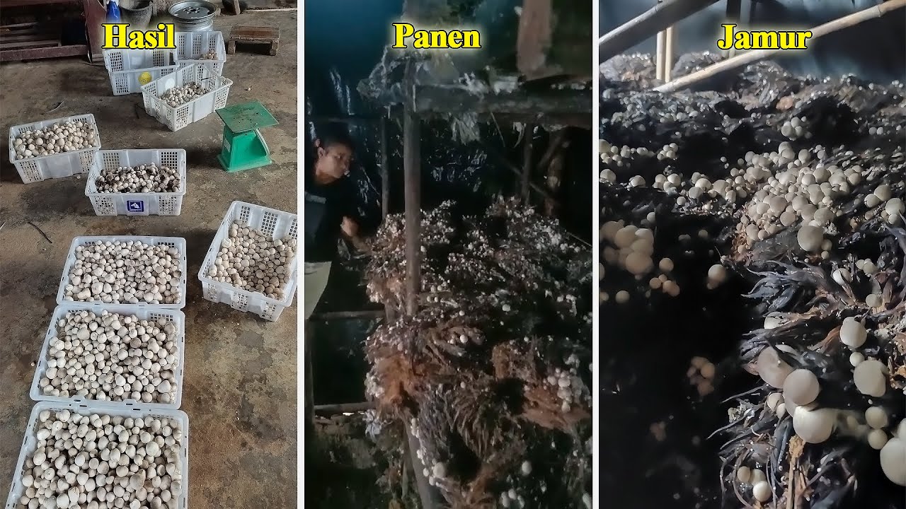 PANEN JAMUR MERANG - Budidaya jamur merang media tankos sawit - YouTube
