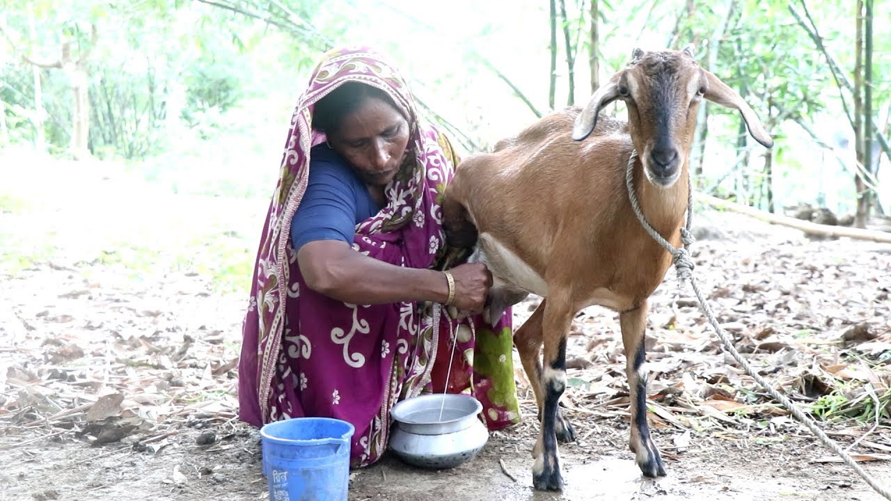 goat milking । how to goat milking by village woman । village life in ...