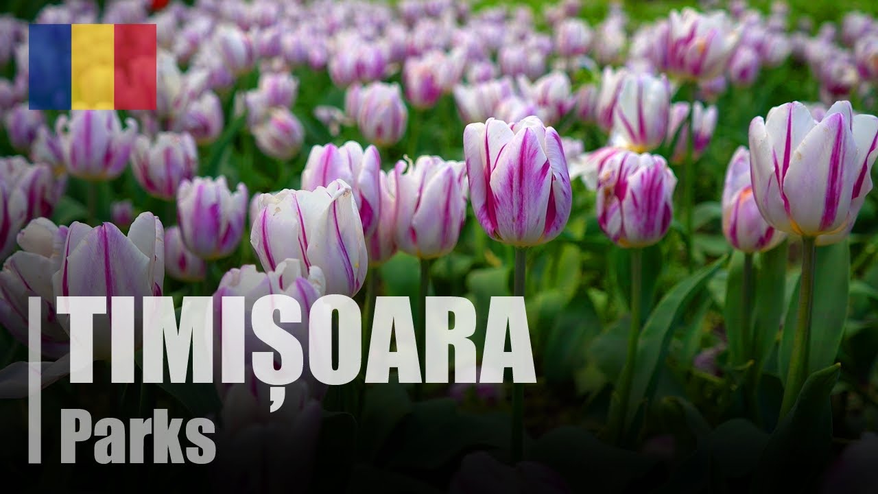 Parks of Timișoara: lots of flowers and many activities | Romania 🇷🇴 ...