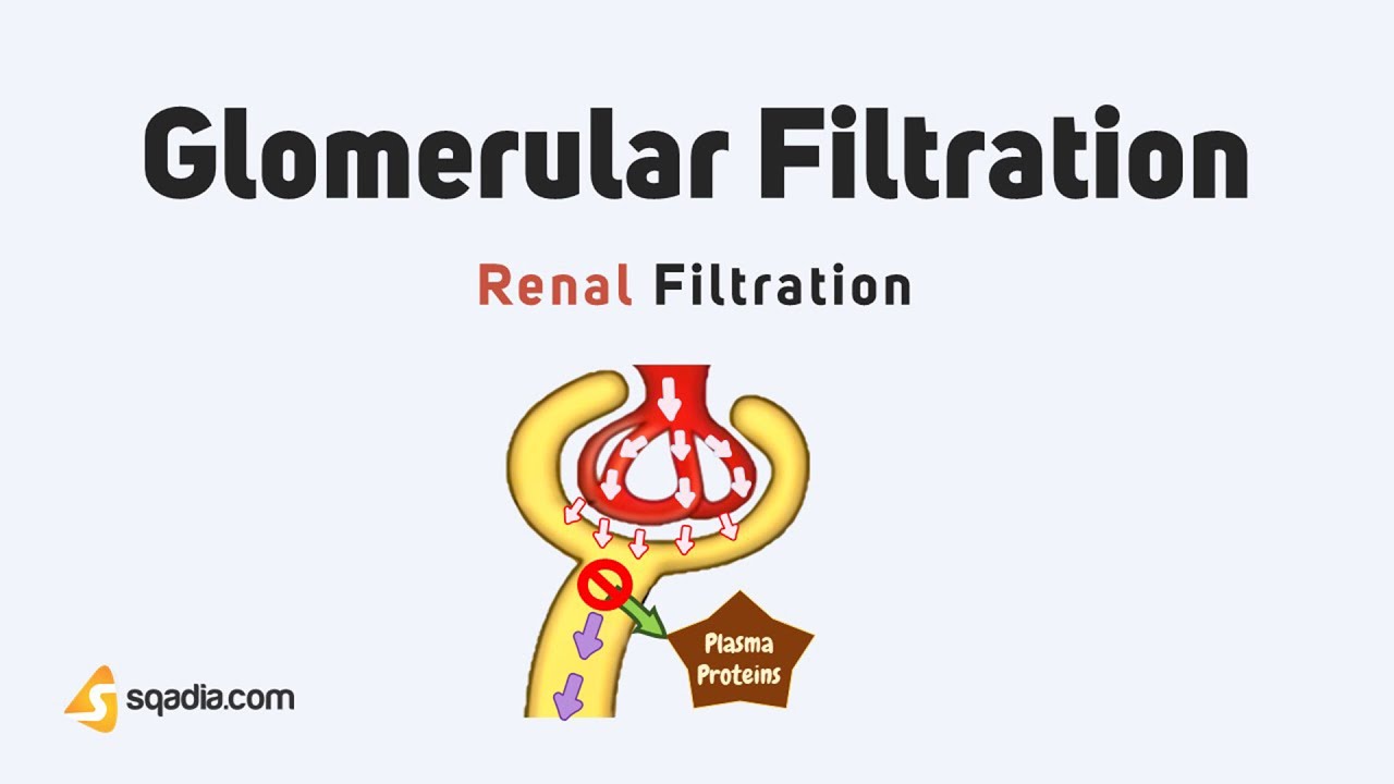 Renal Filtration | Kidney Anatomy and Physiology | Glomerular ...