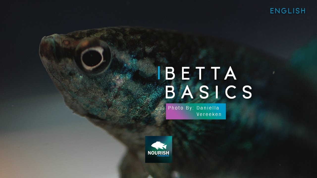 BETTA BASICS | Basic Conditions Before Adopting A Betta Splendens. (English Edition). - YouTube