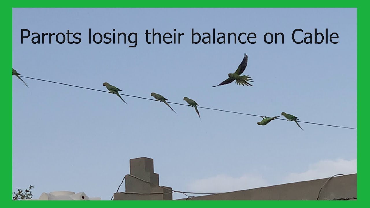 Parrots losing their balance on Cable || Parrots daily evening play ...